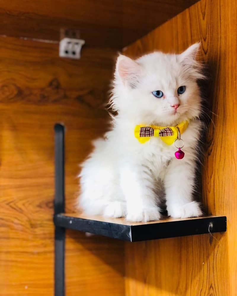 pure parshion triple cote kitten cat punch face male and female - Cats ...