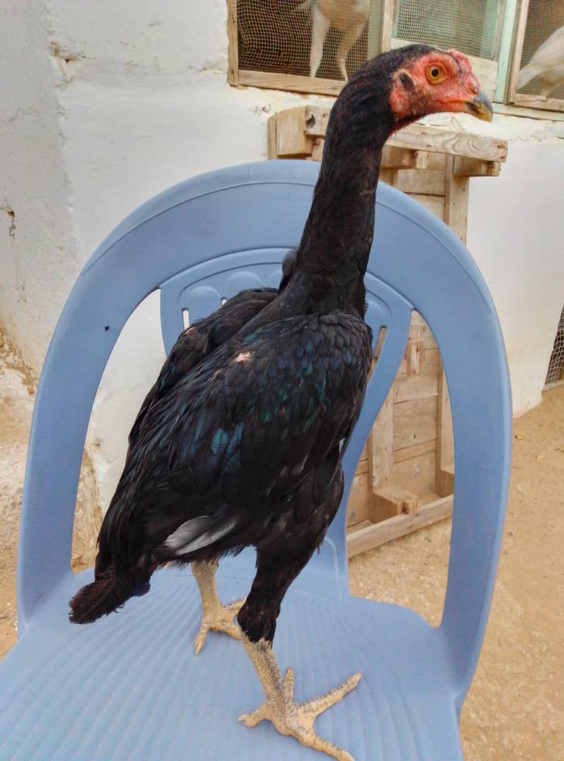 Mushka patha - Hens - 1106728386