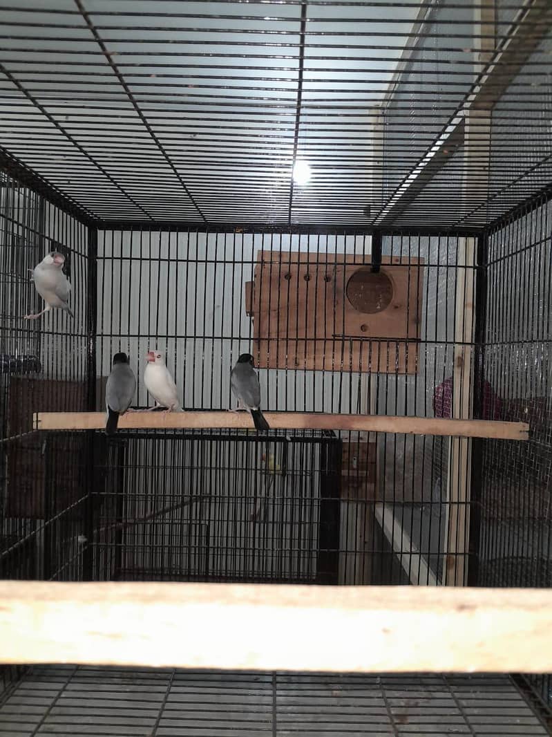 Lovebird java - Parrots - 1106736057