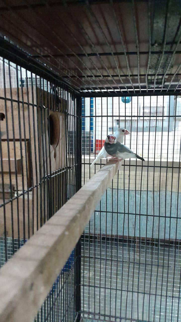 Lovebird java - Parrots - 1106736057