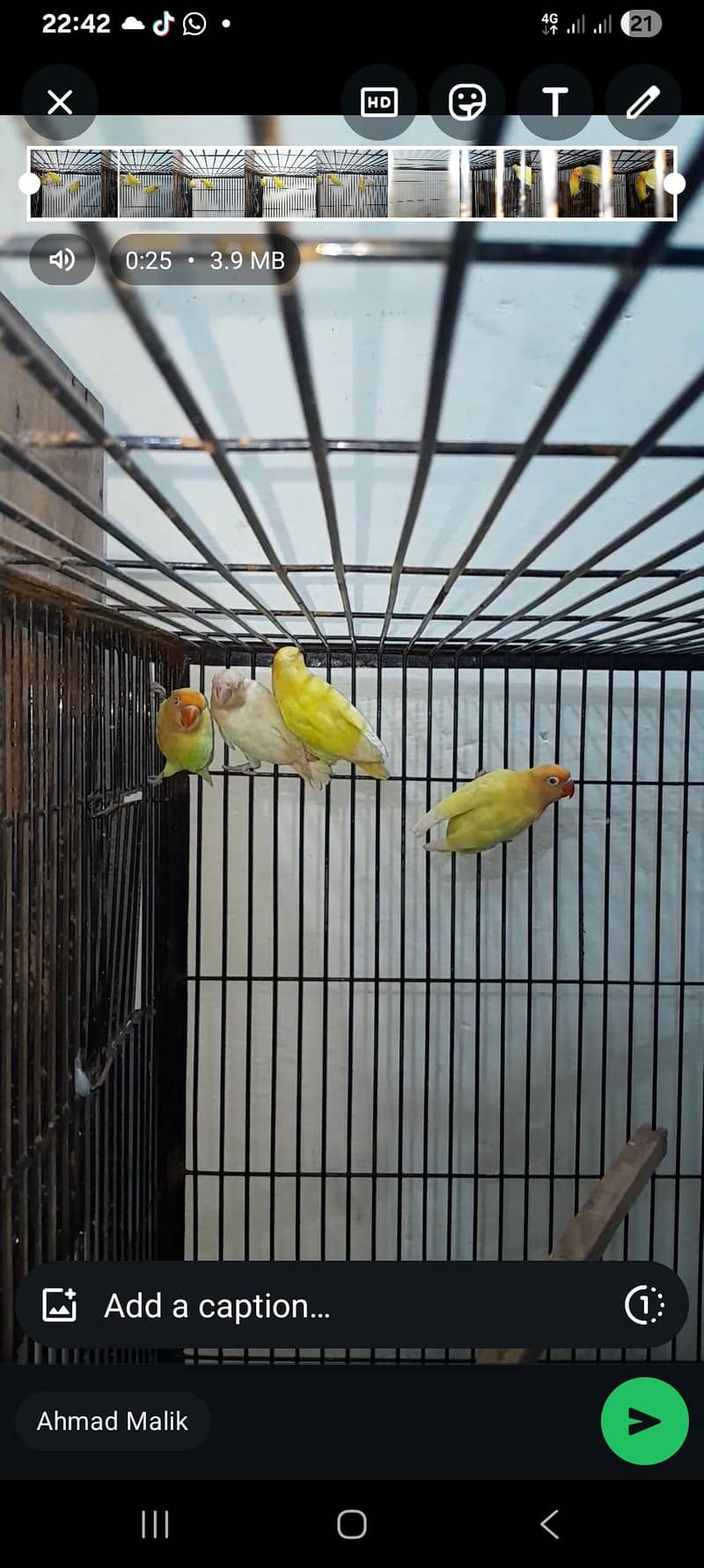 LOVEBIRDS JAVA ALBINO PARROTS AVAILABLE - Parrots - 1106736183