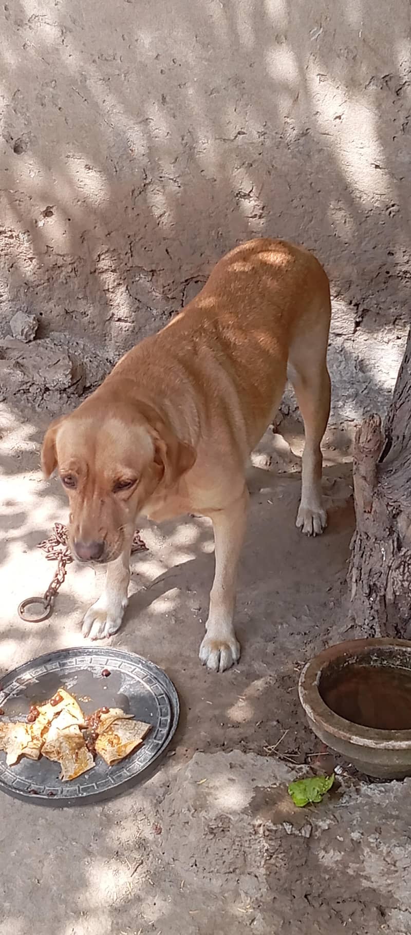 labra dog brown colour exchange baby best dog ka sat - Dogs - 1106747574
