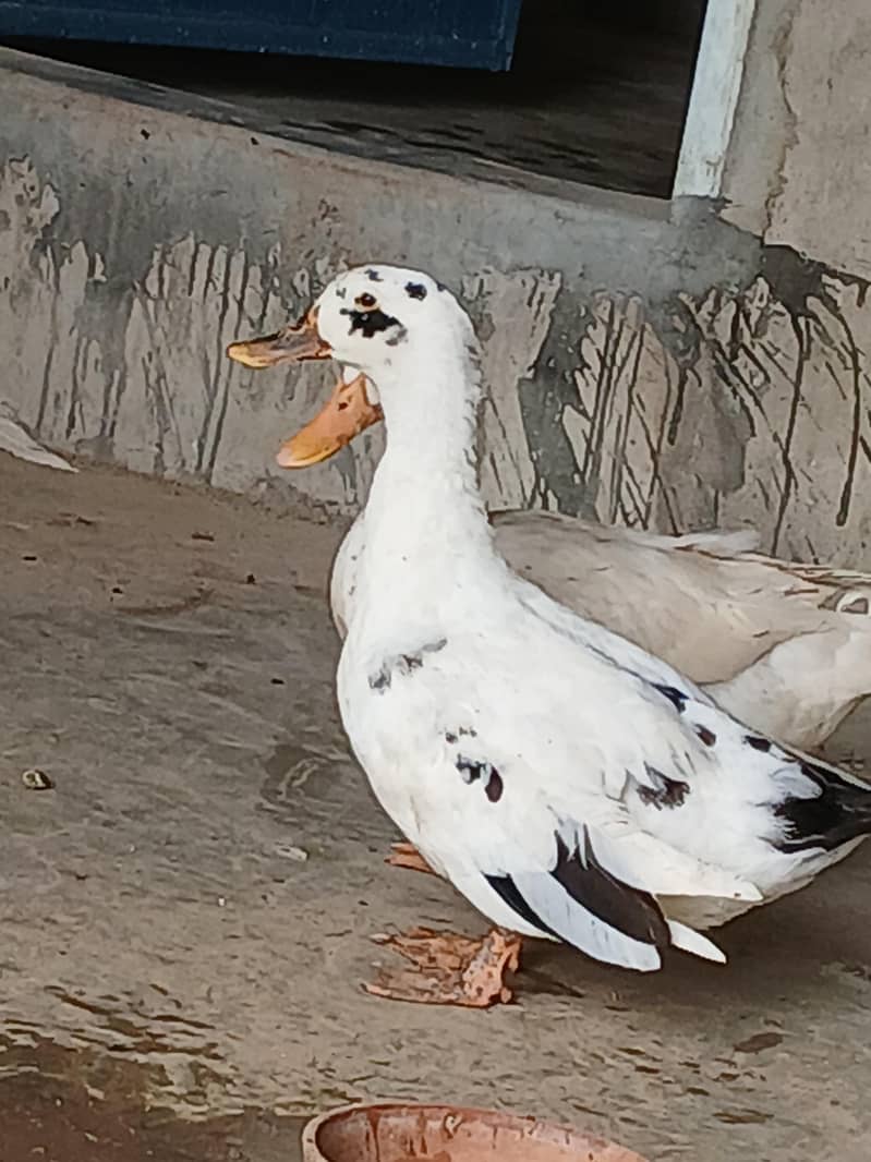 duck. - Ducks - 1106850100