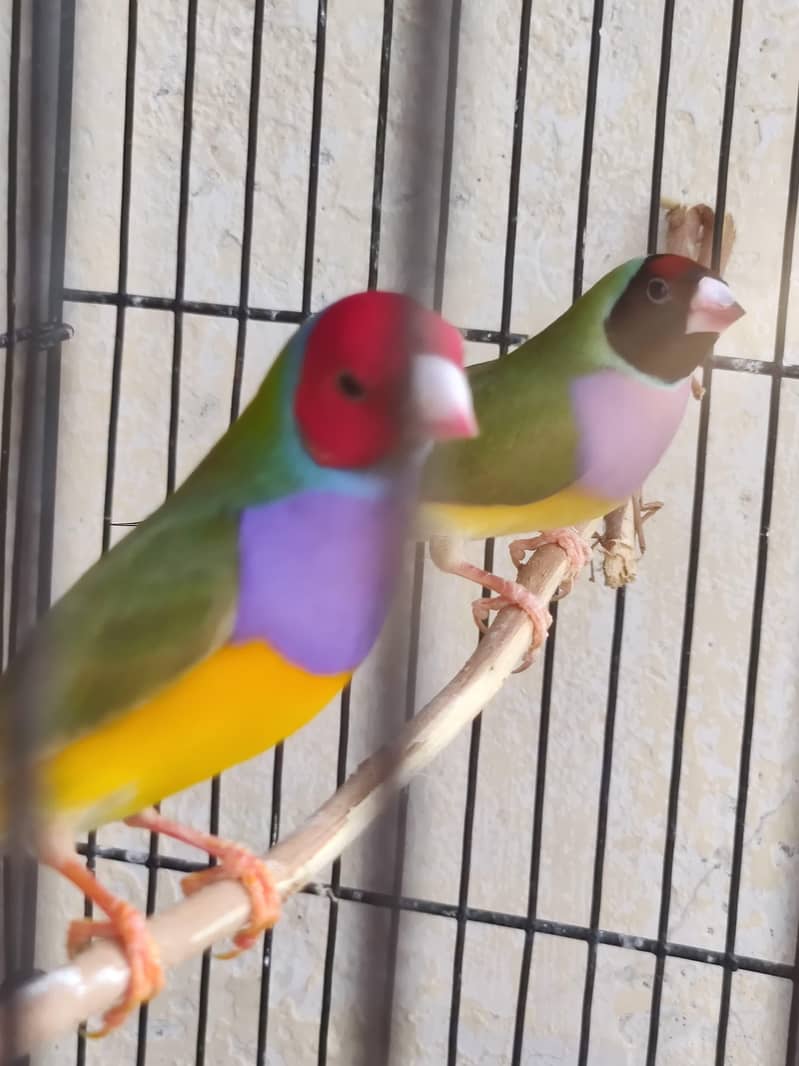 Golden Finches split yellow breeder pair - Finches - 1106857547