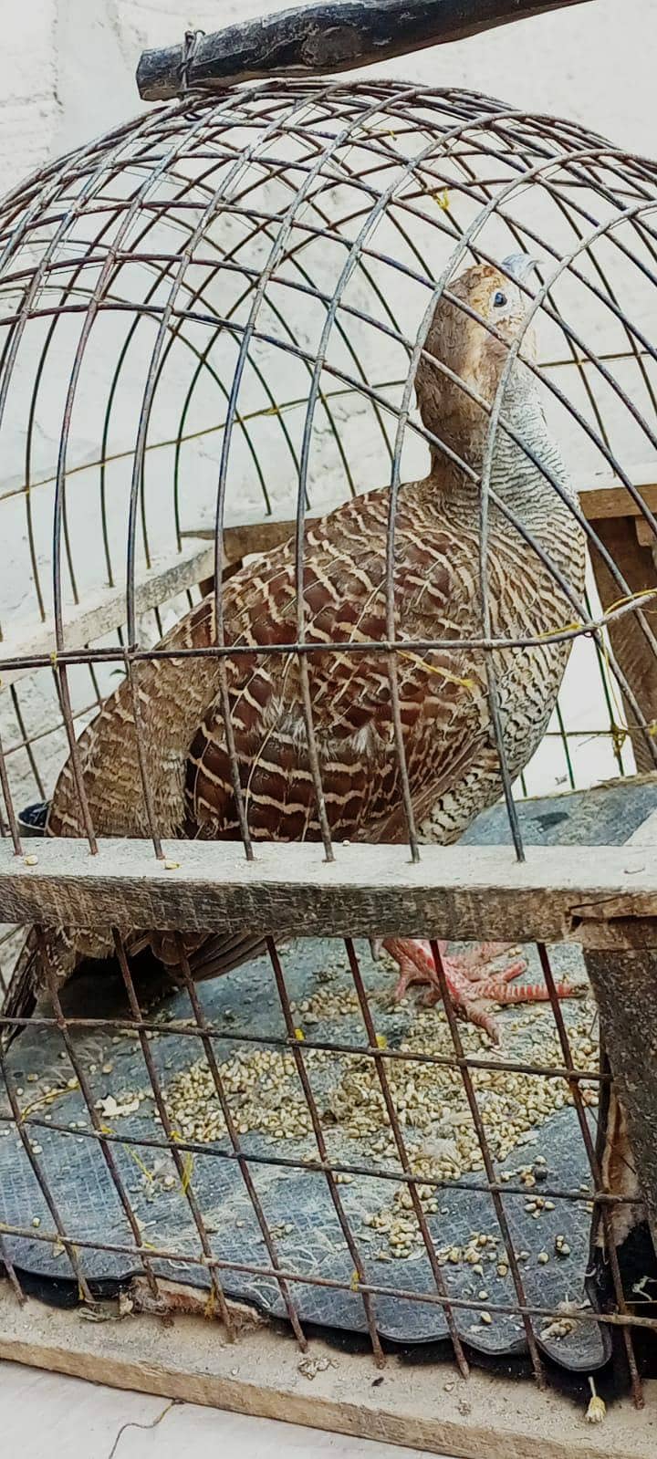 Teetar dakhini Irani white bread wal be Bacha be for sal - Other Birds ...