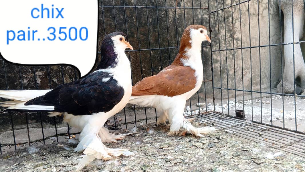 fancy pigeon | kabutar| Jacobin| frillback saddle | amarican fantail ...