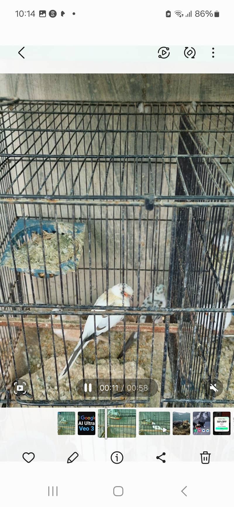 BLUE PIED RED PIED DIAMOND PIED - Doves - 1106863200