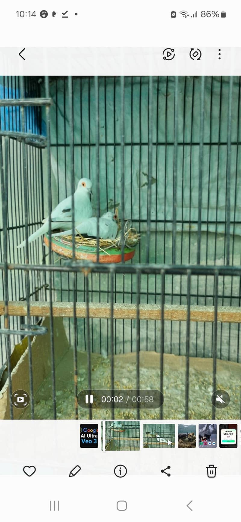 BLUE PIED RED PIED DIAMOND PIED - Doves - 1106863200