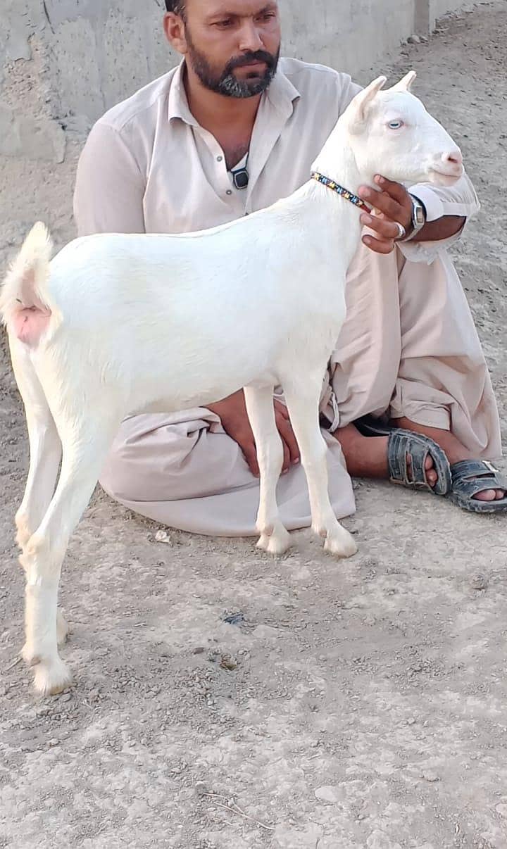 teddy bakri bakra goats available only what's app - Goats - 1106883037