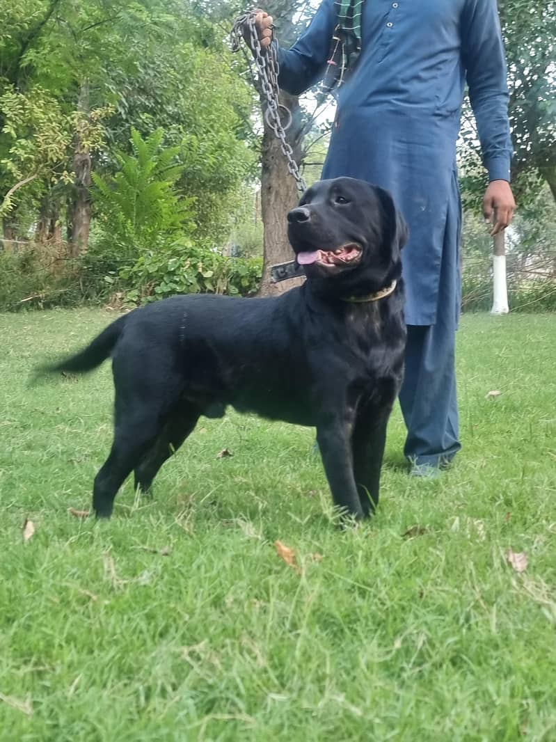 Labrador male 1.5 years Labra dog - Dogs - 1106892721