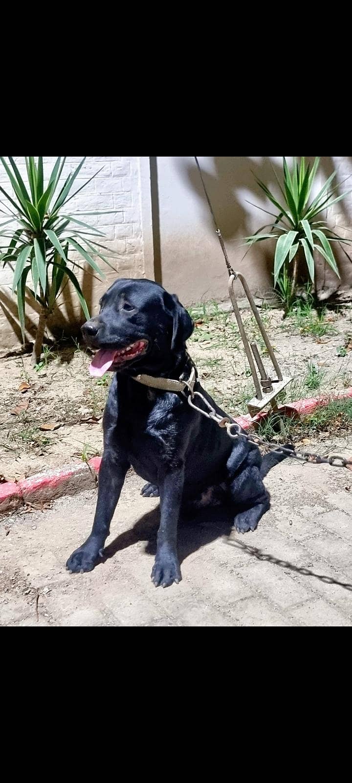 Labrador male 1.5 years Labra dog - Dogs - 1106892721