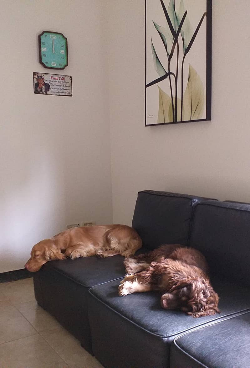 English Cocker Spaniel, Female Puppy+Parents - Dogs - 1102650797