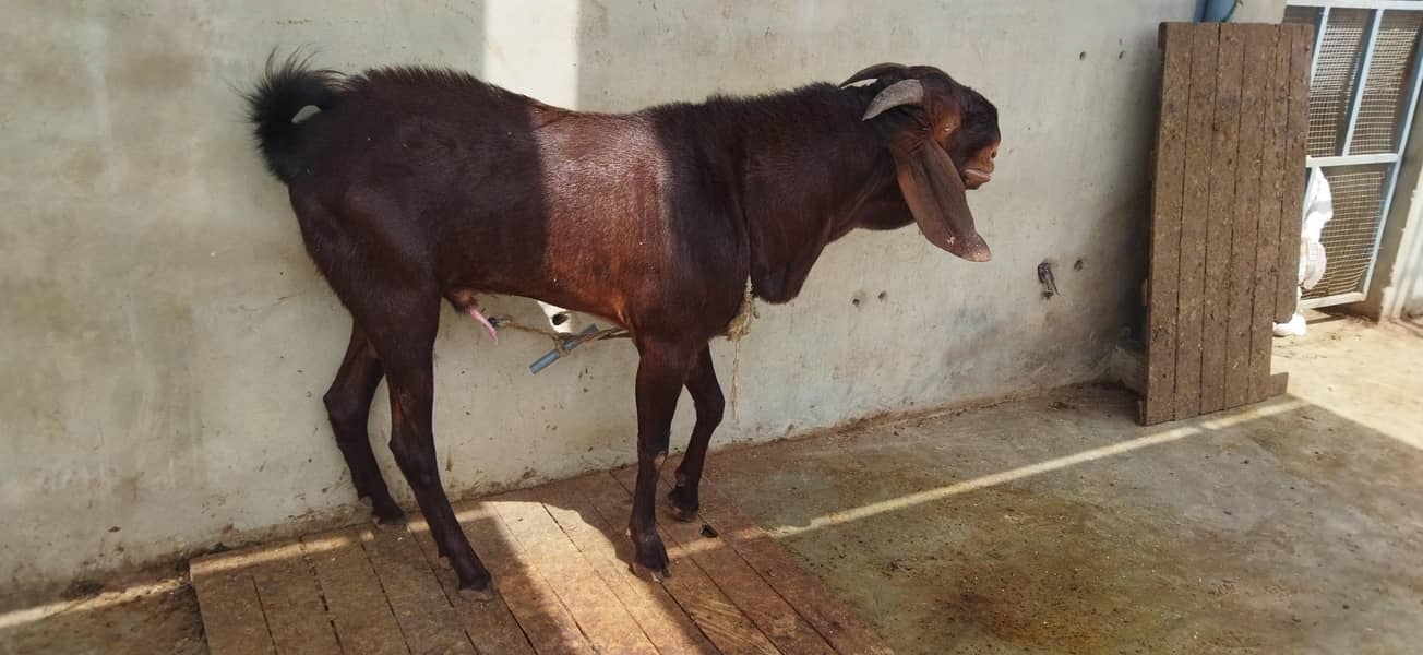 Nagra betal Breeder & Makka cheeni female Gabban - Goats - 1106918334