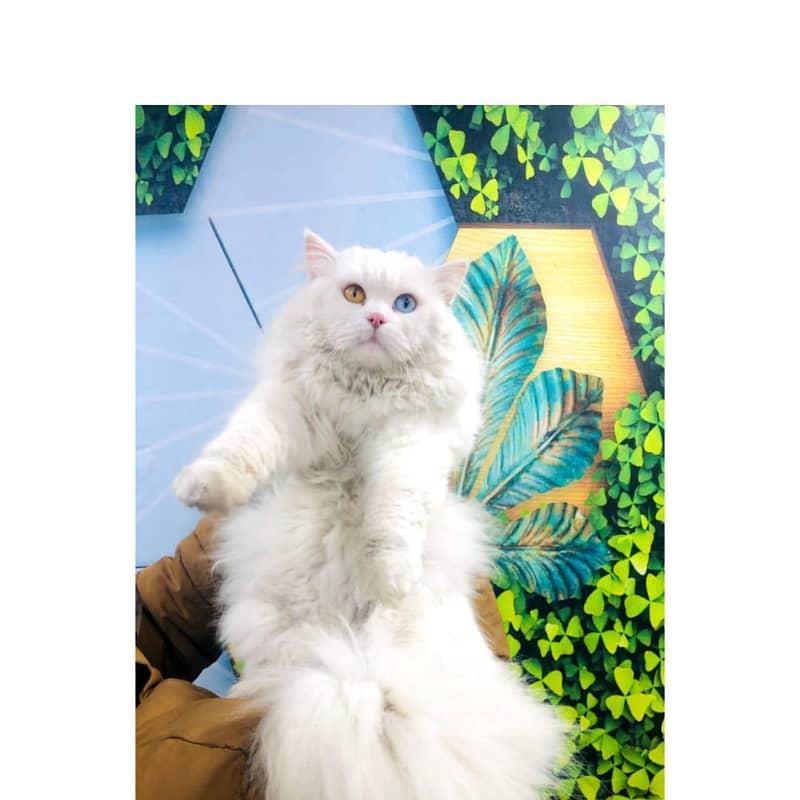 Persian hamalian british punch face piki face cat's - Cats - 1106938999