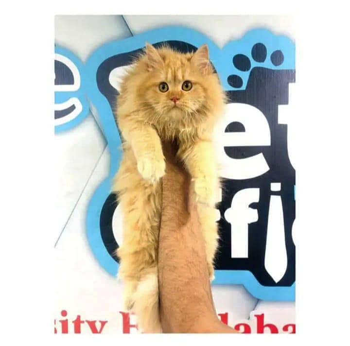 Persian hamalian british punch face piki face cat's - Cats - 1106938999