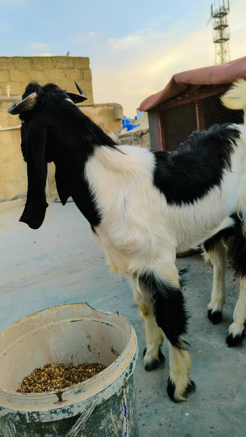 Ando Bakra 1 Year Healty Active - Goats - 1106940892