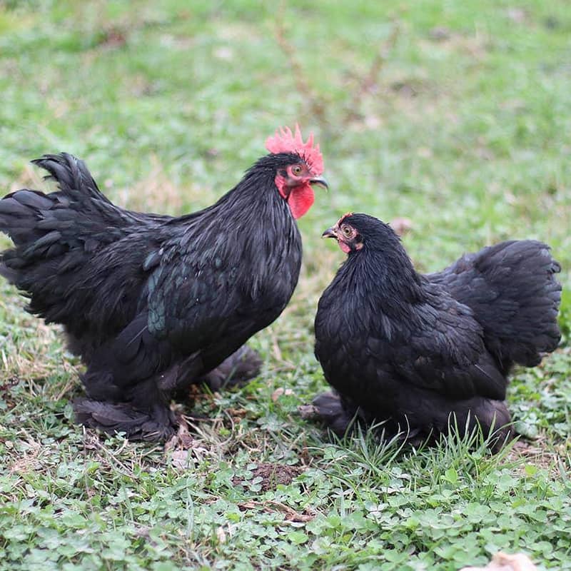 Cochin Bantams Chicks - Hens - 1106945186