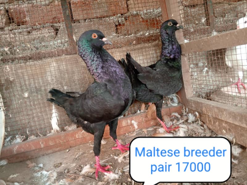 fancy pigeon | kabutar| Jacobin| frillback saddle | amarican fantail ...