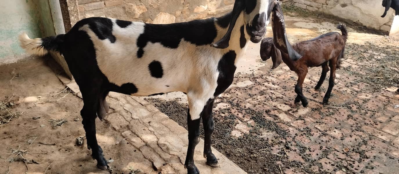Goats and kids for sale - Goats - 1106971596