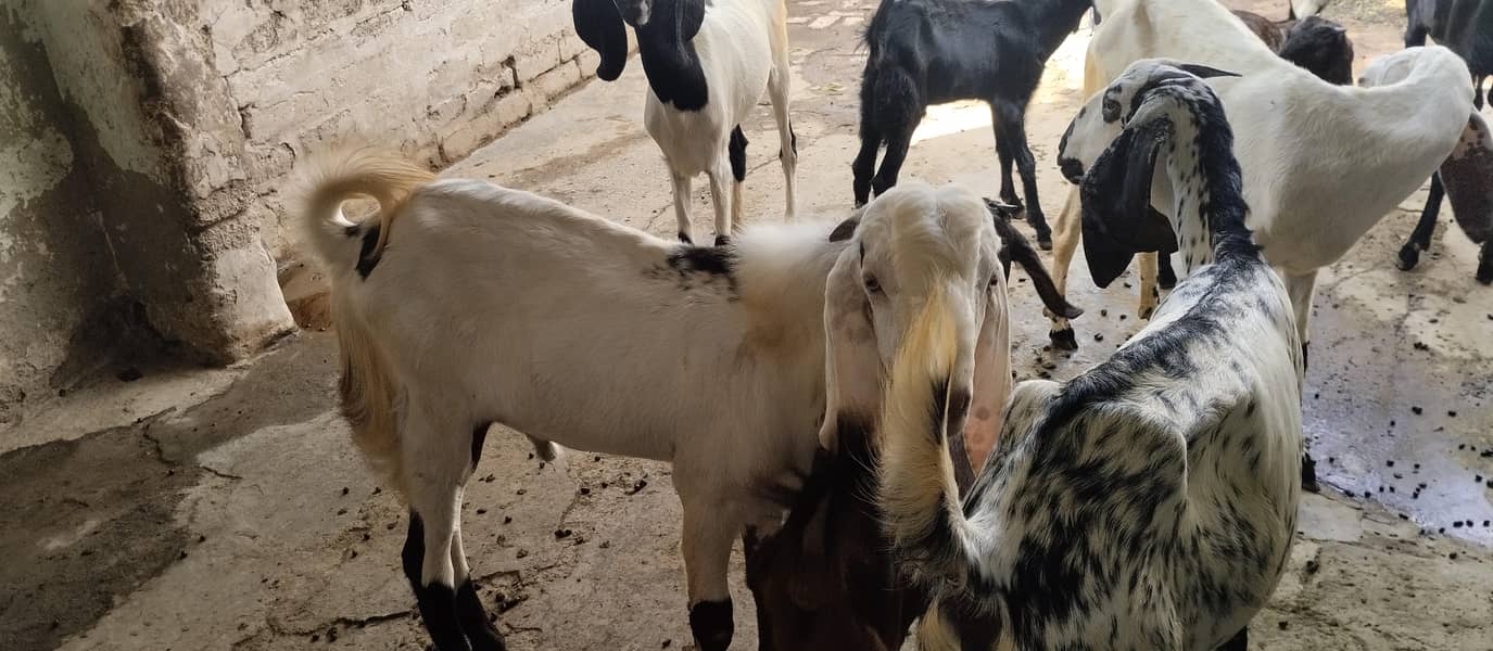 Goats and kids for sale - Goats - 1106971596