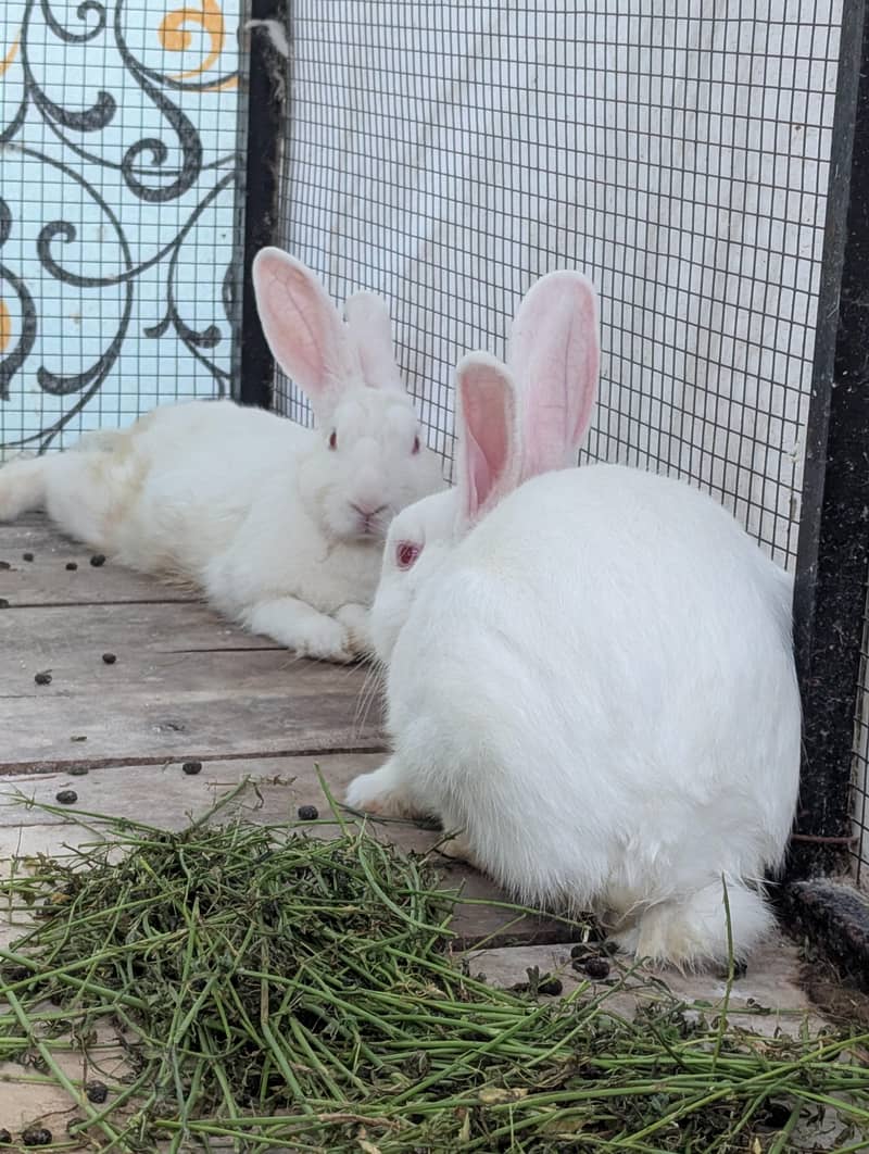 New Zealand White Rabbits - Rabbits - 1106972697