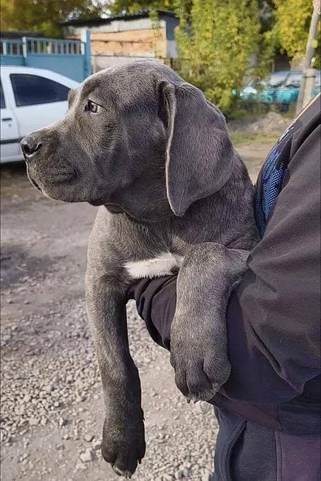 IMPORTED CANE CORSO PUPPIES ARE AVAILABLE FOR SALE - Dogs - 1106987186