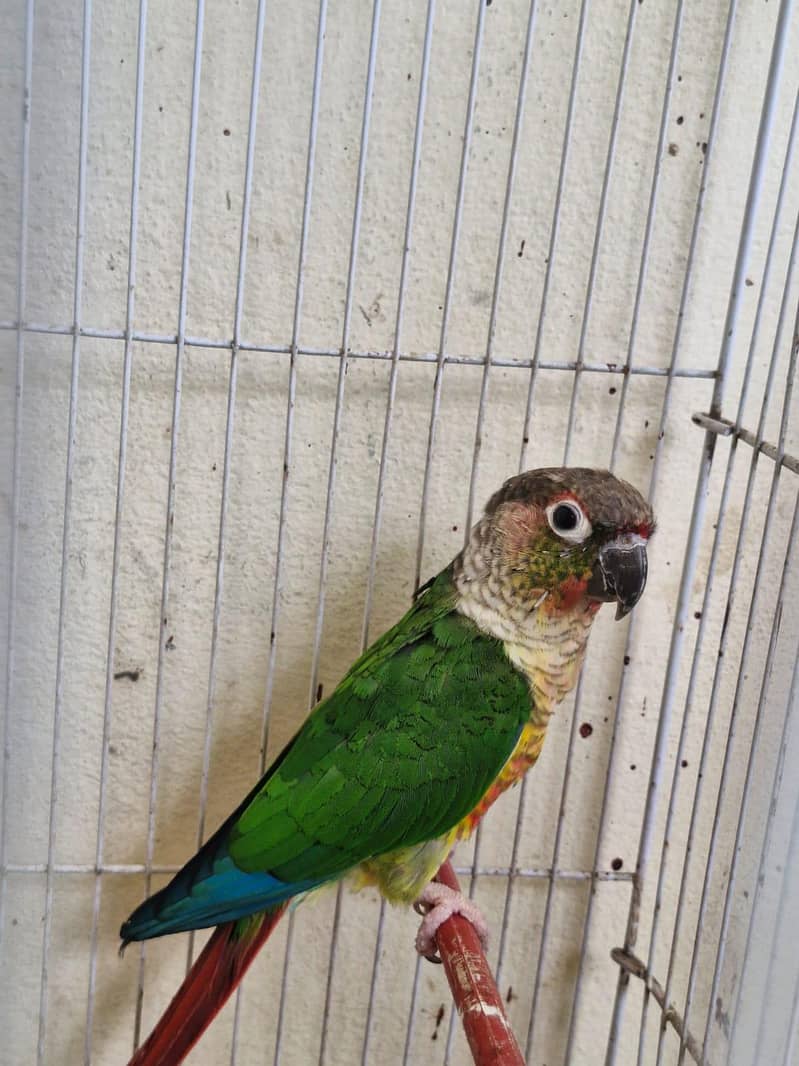 pineapple conure, green-cheeked parakeet Parrot , hand tamed - Parrots - 1107025487