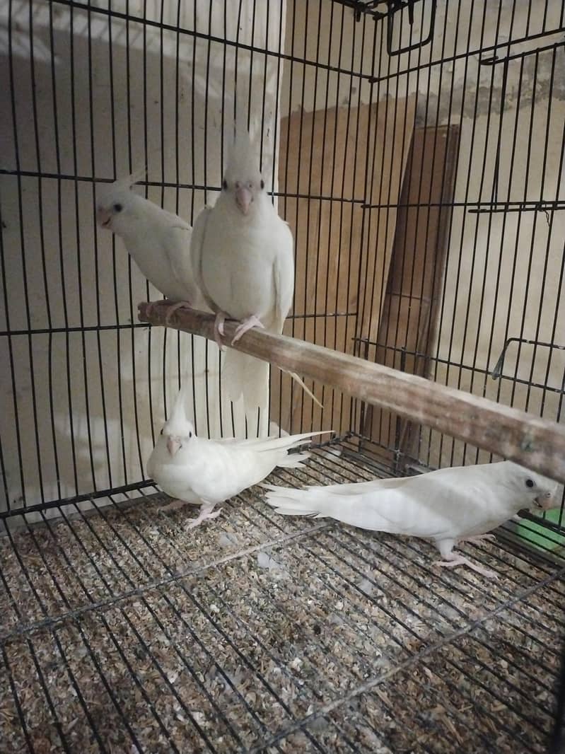 Eno Red Eyes Cockatiel Adult Birds. - Parrots - 1107032376