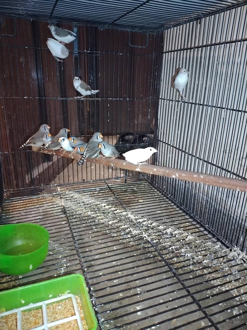 Eno Red Eyes Cockatiel Adult Birds. - Parrots - 1107032376