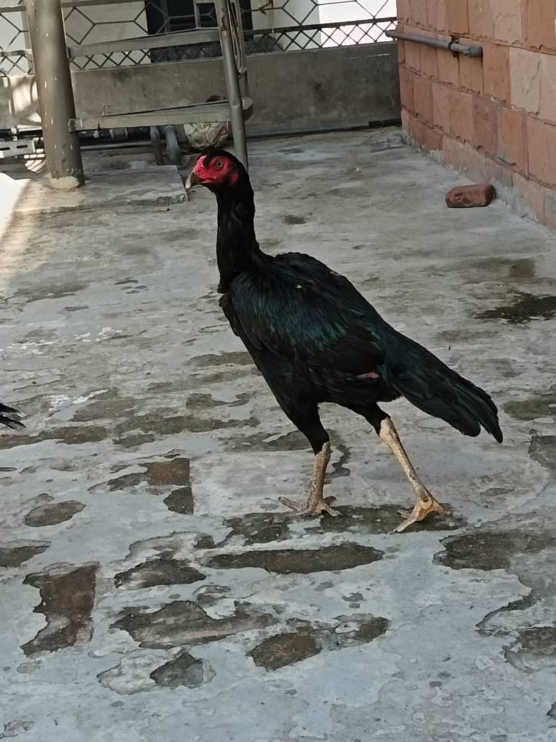 Thai pakoye aseel madi fnf - Hens - 1105715480