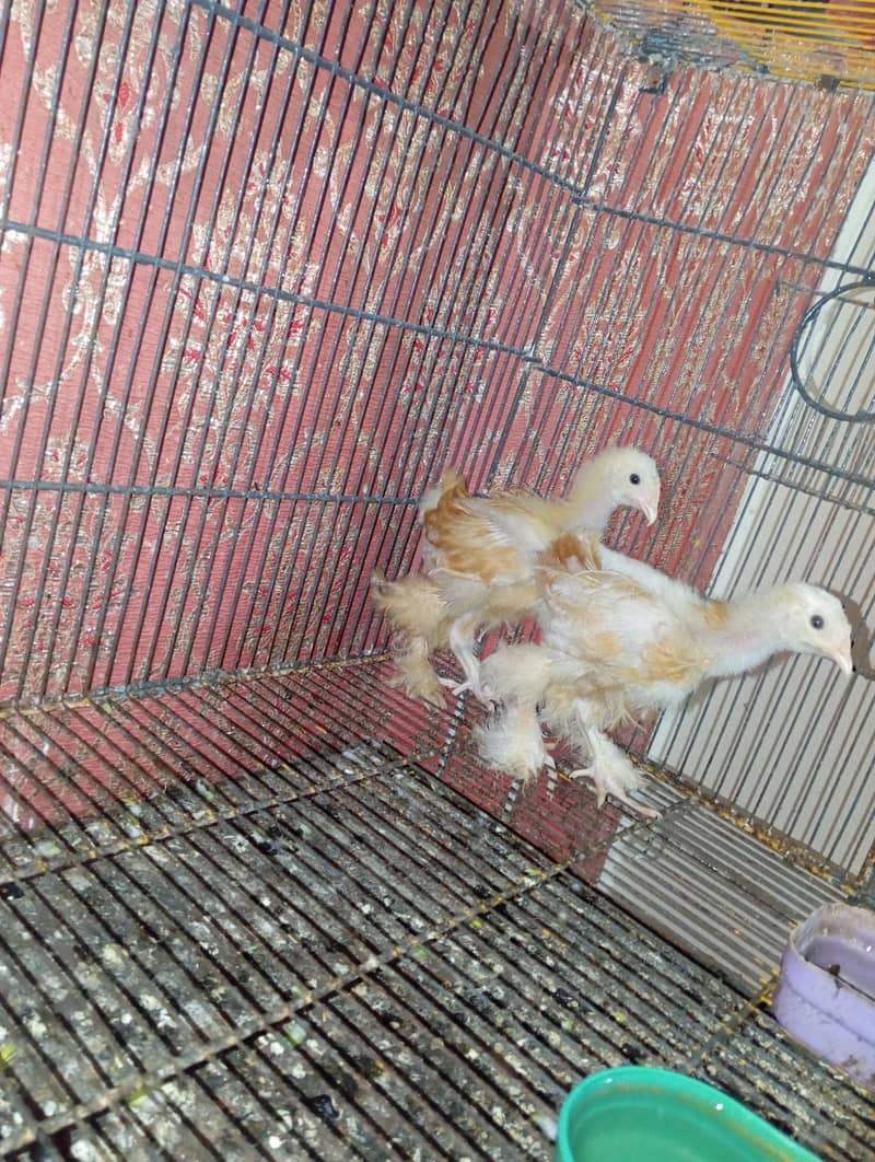 Chicks Pair Golden Buff Heavy - Hens - 1107045902