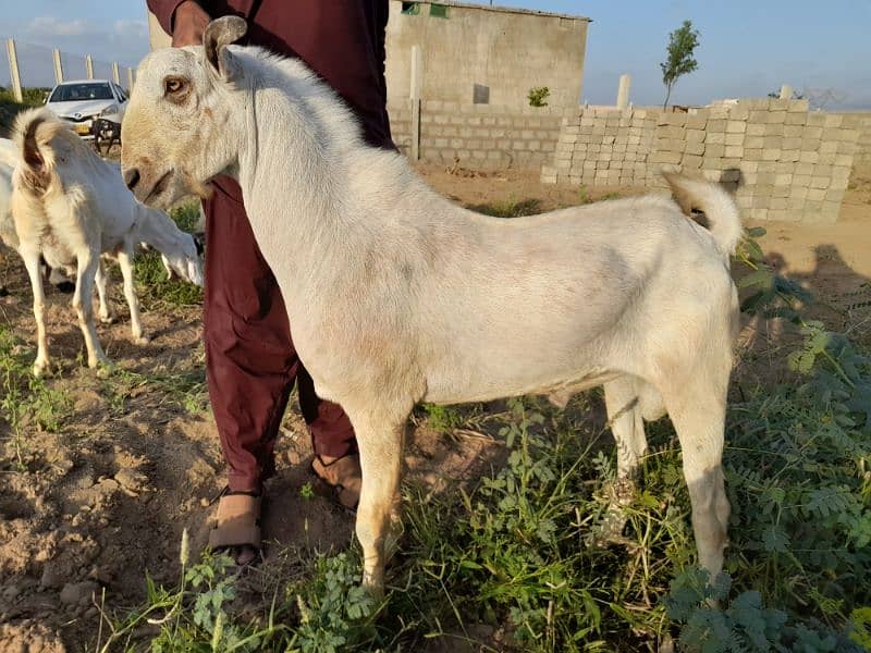 Teddy Bakra Breeder Pure 2 dant for sale - Goats - 1107058080