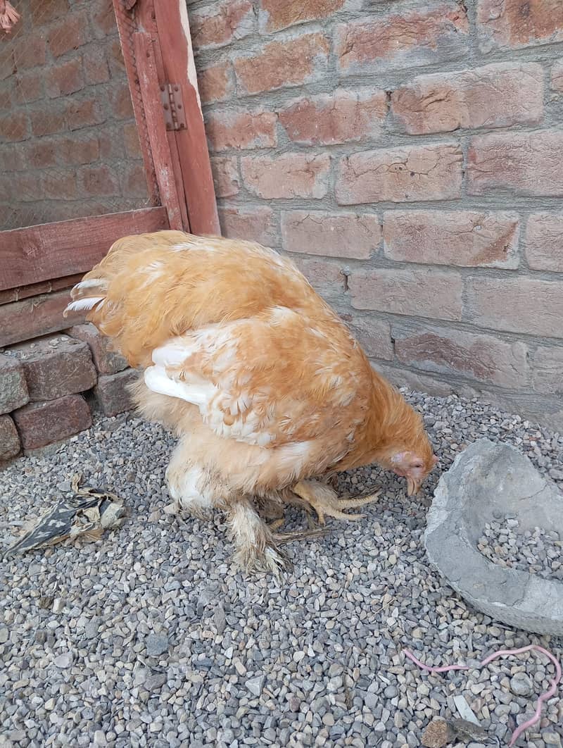 buff heavy male young aseel male female 4 months - Hens - 1107059283