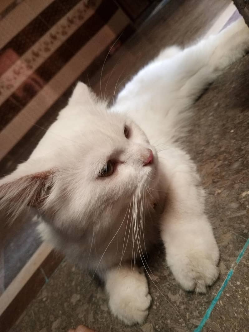 male cat for mating - Cats - 1107062970