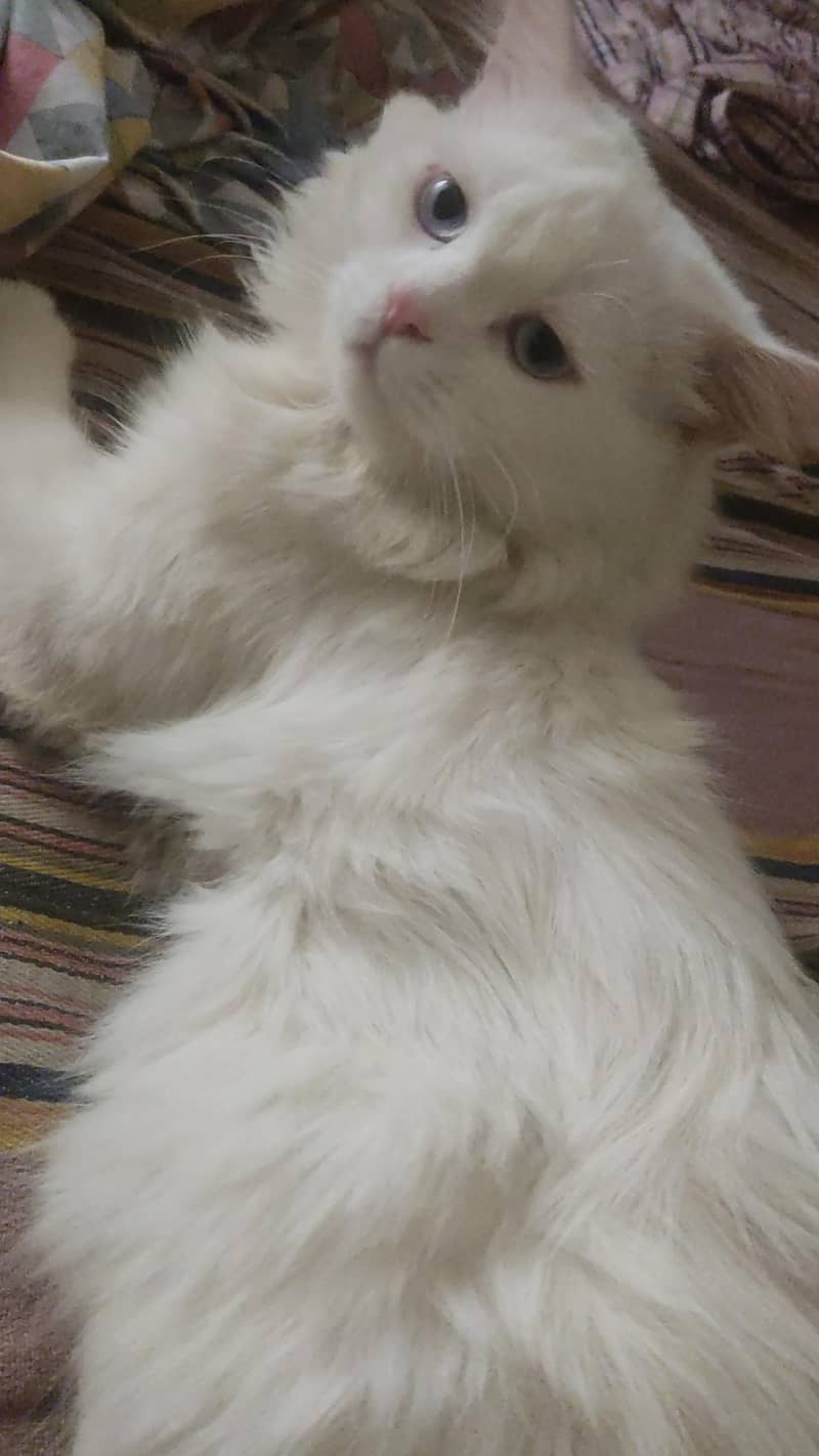 PURE PERSIAN CAT AVAILABLE FOR MATING - Cats - 1107064997
