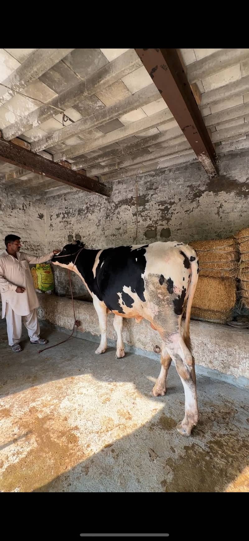 Australian bull / fresion mix bachra / bull /imported breeder wehra ...