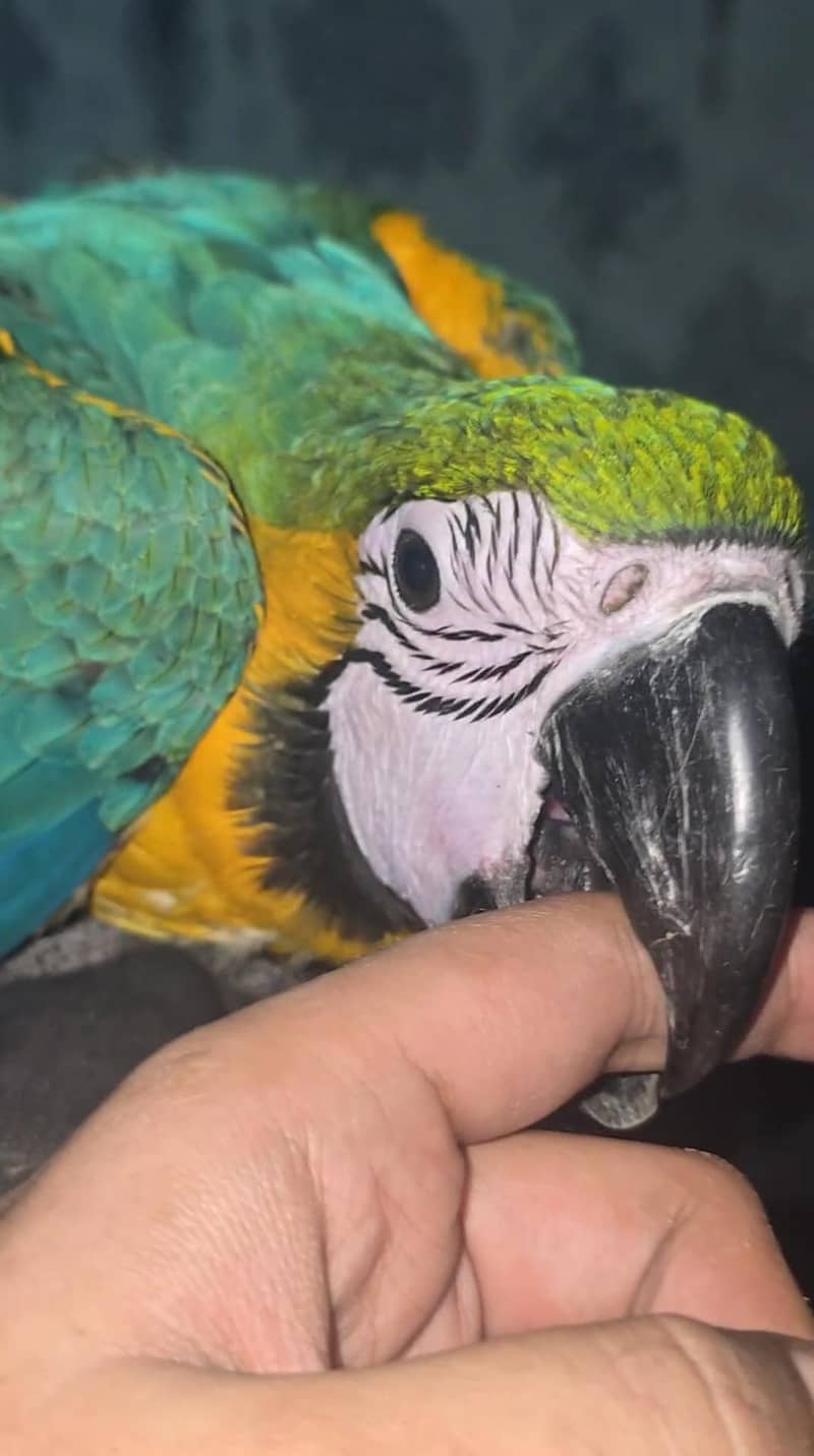 blue and gold macaw chick zero bite - Parrots - 1107066848