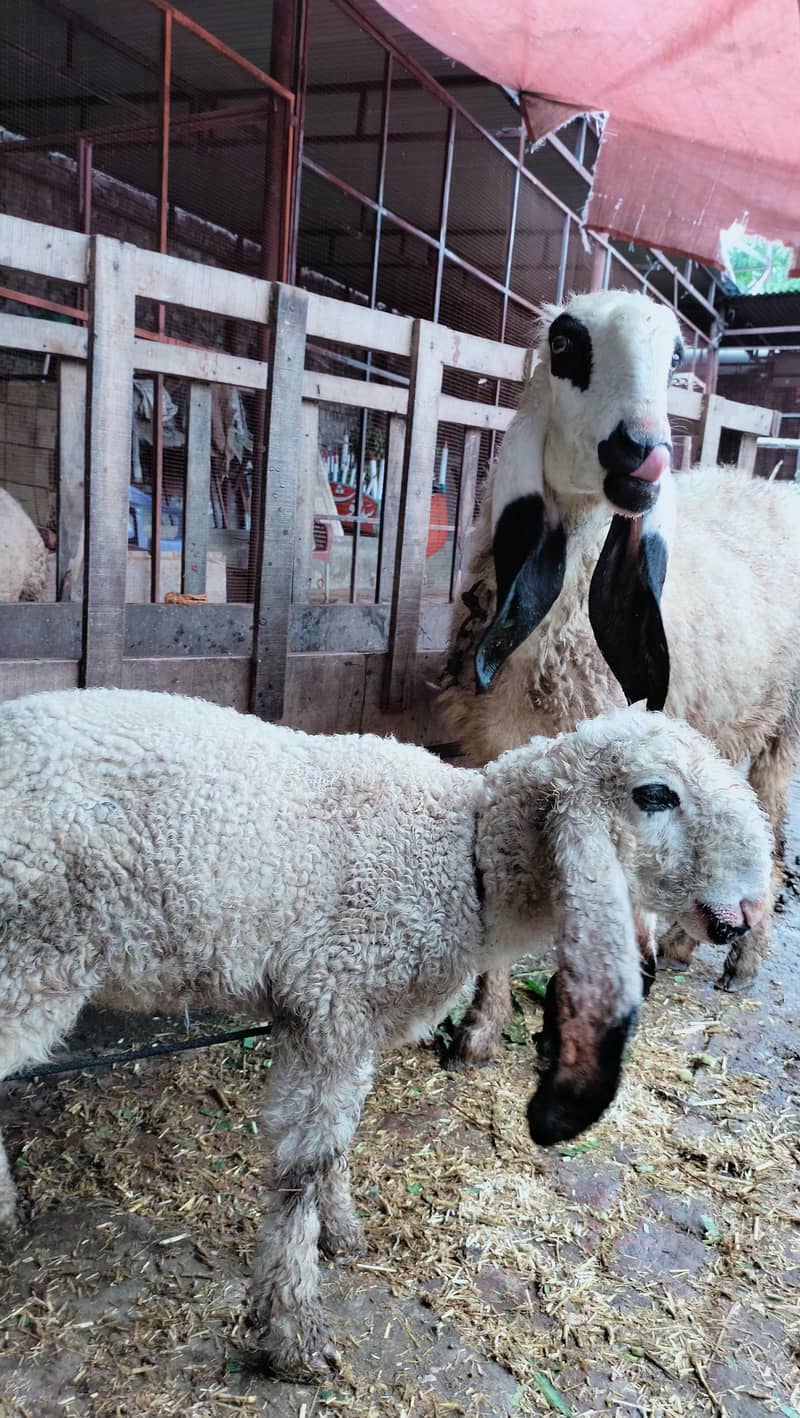 Sheep / bhair / kajli / kajla / laila - Sheep - 1107074509