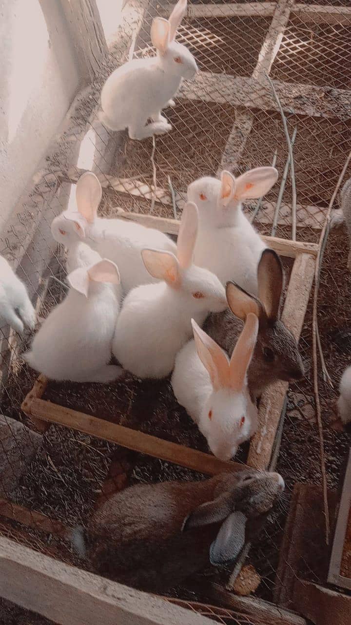 Newziland white rabit pure Belgium breed bunny's available for sale ...