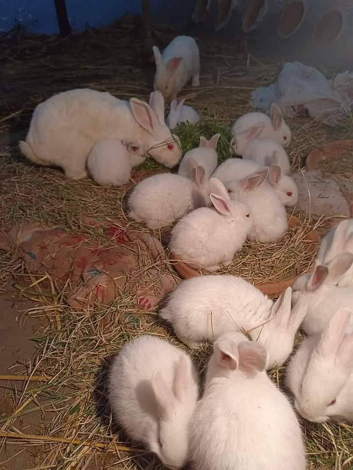 Newziland white rabit pure Belgium breed bunny's available for sale ...