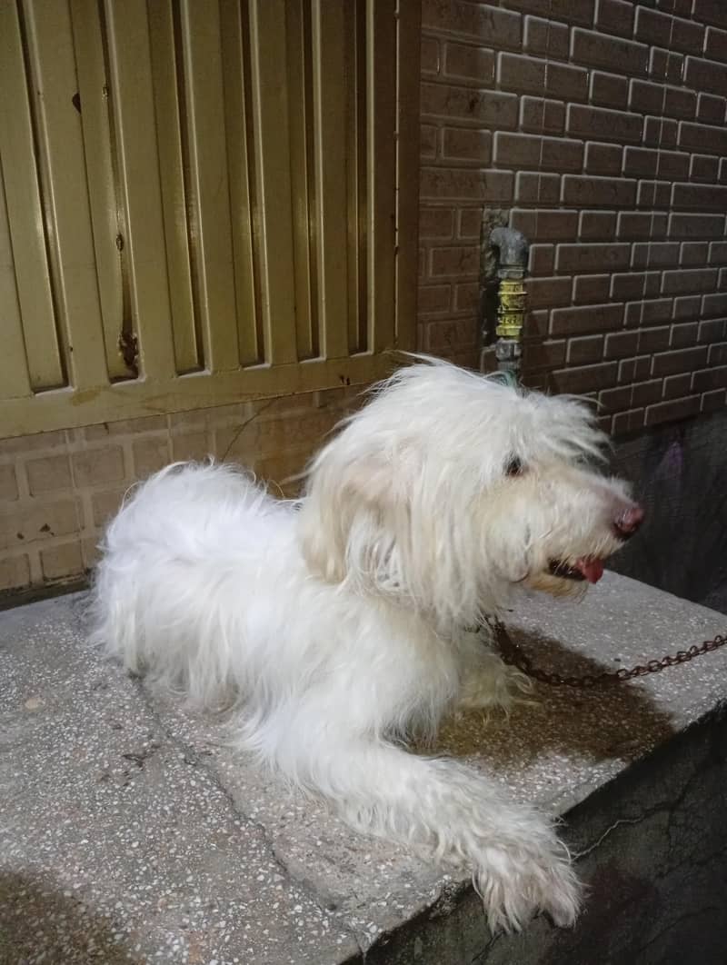 shitzu. adult female. shuzi - Dogs - 1107079065