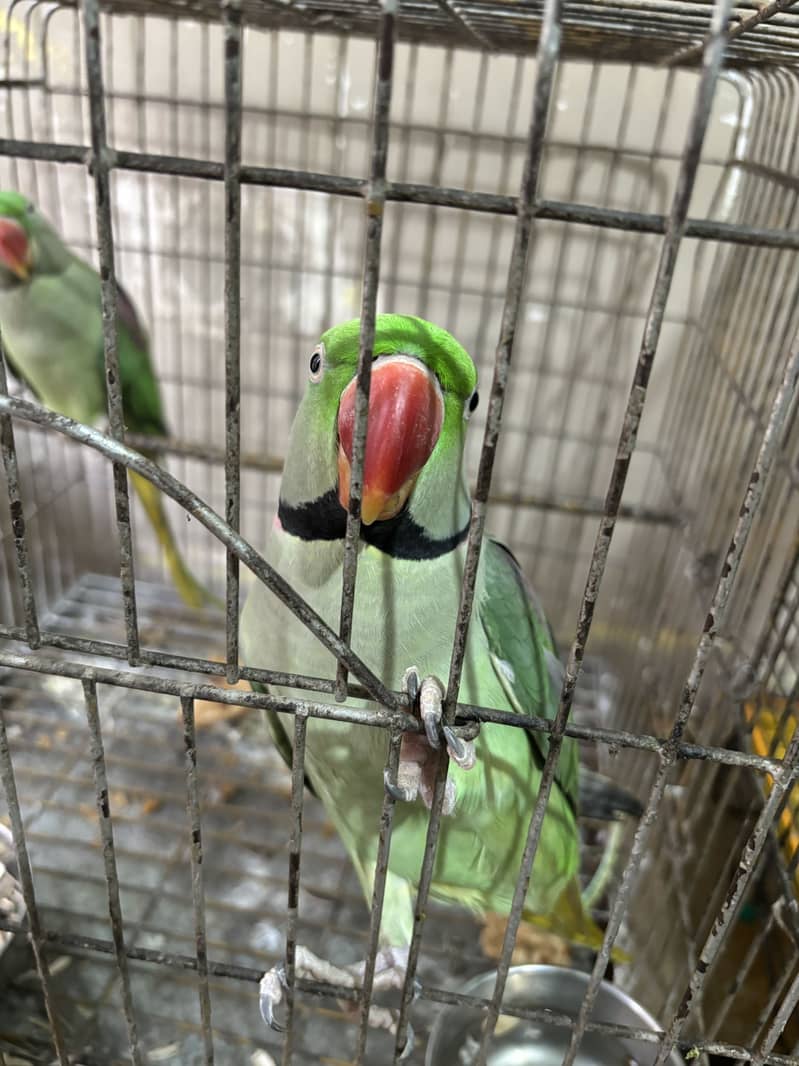 Talking Raw Parrot Pair - Parrots - 1107087974