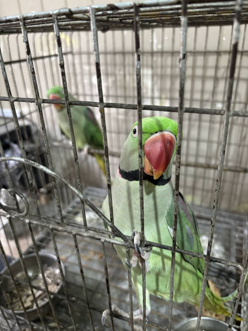 Talking Raw Parrot Pair - Parrots - 1107087974