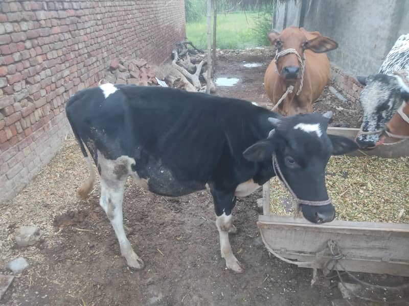 Friesian Bachra for Sale - Cows - 1107088311