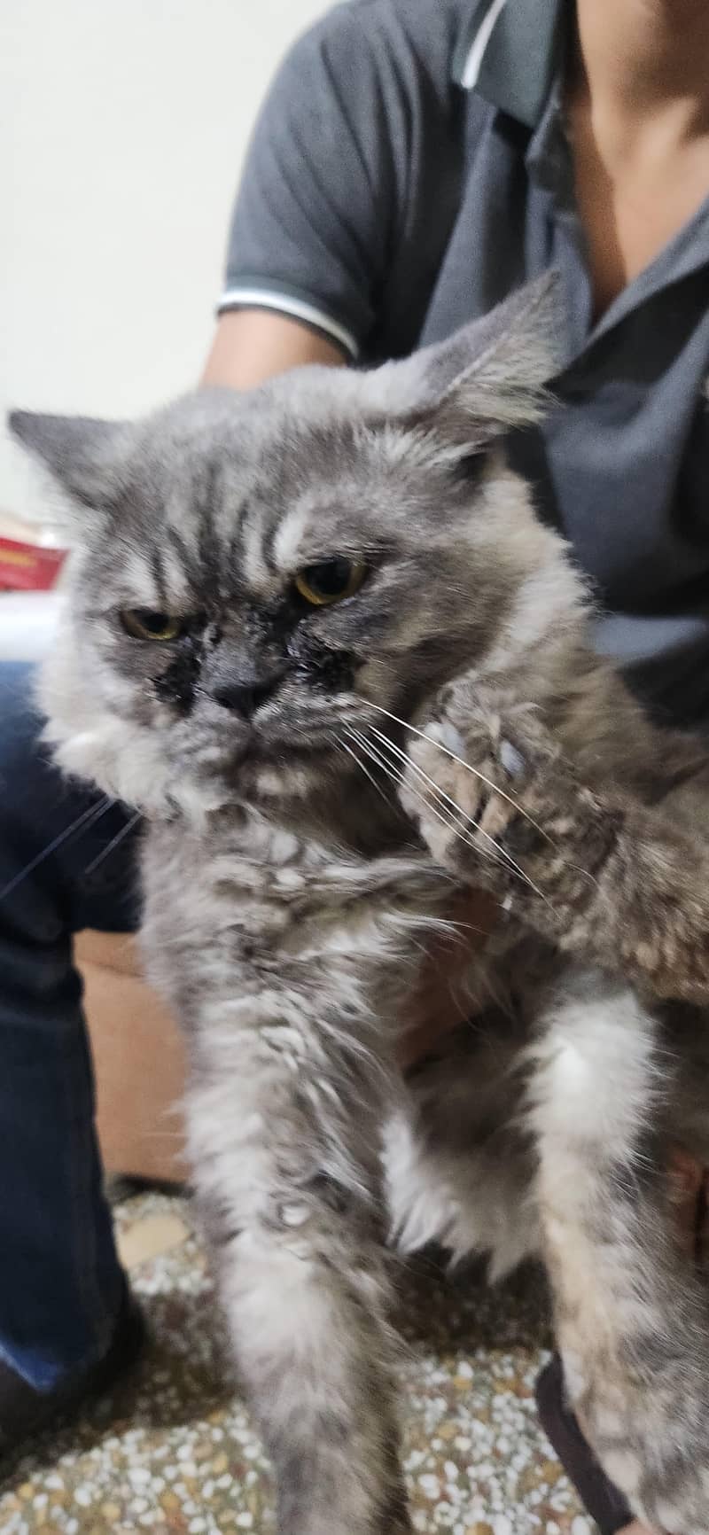 American pair of cat full punch - Cats - 1107091905