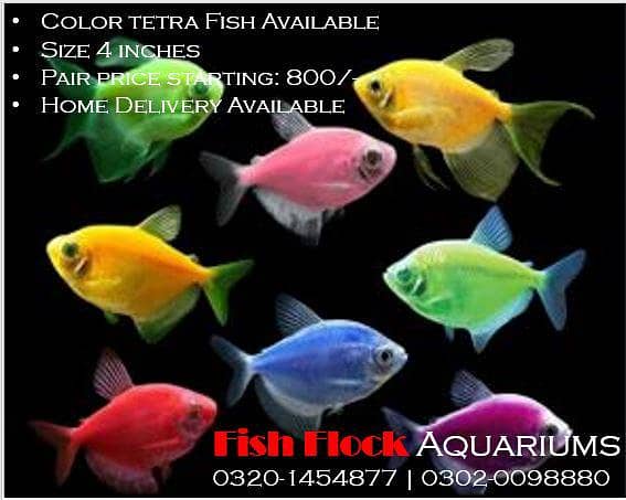 VIBRANT COLOR TETRA FISH - 2-4 INCHES - Fish - 1107094202