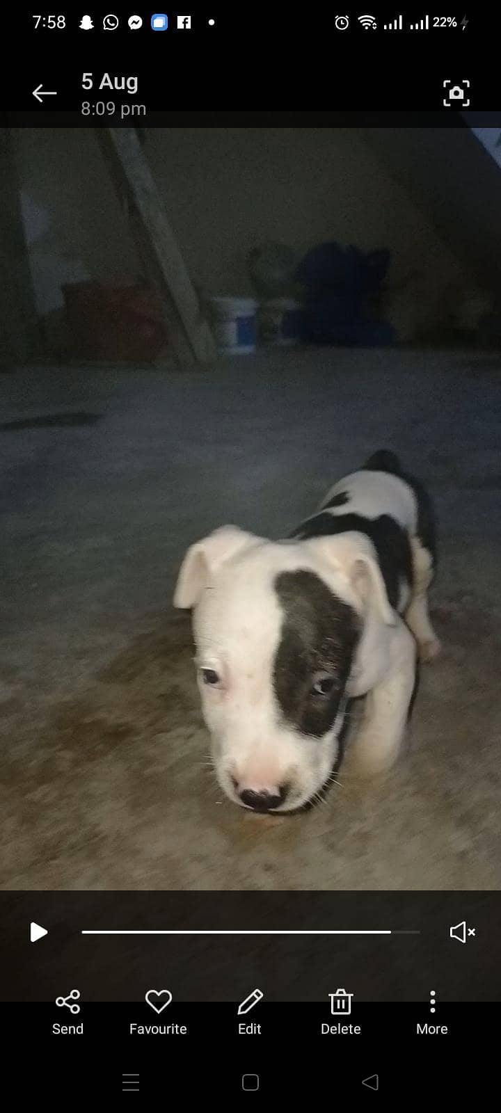 American xl bully pitbull female for sale - Dogs - 1107103943