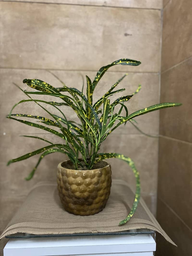 Imported pots - Plants & Pots - 1107104820