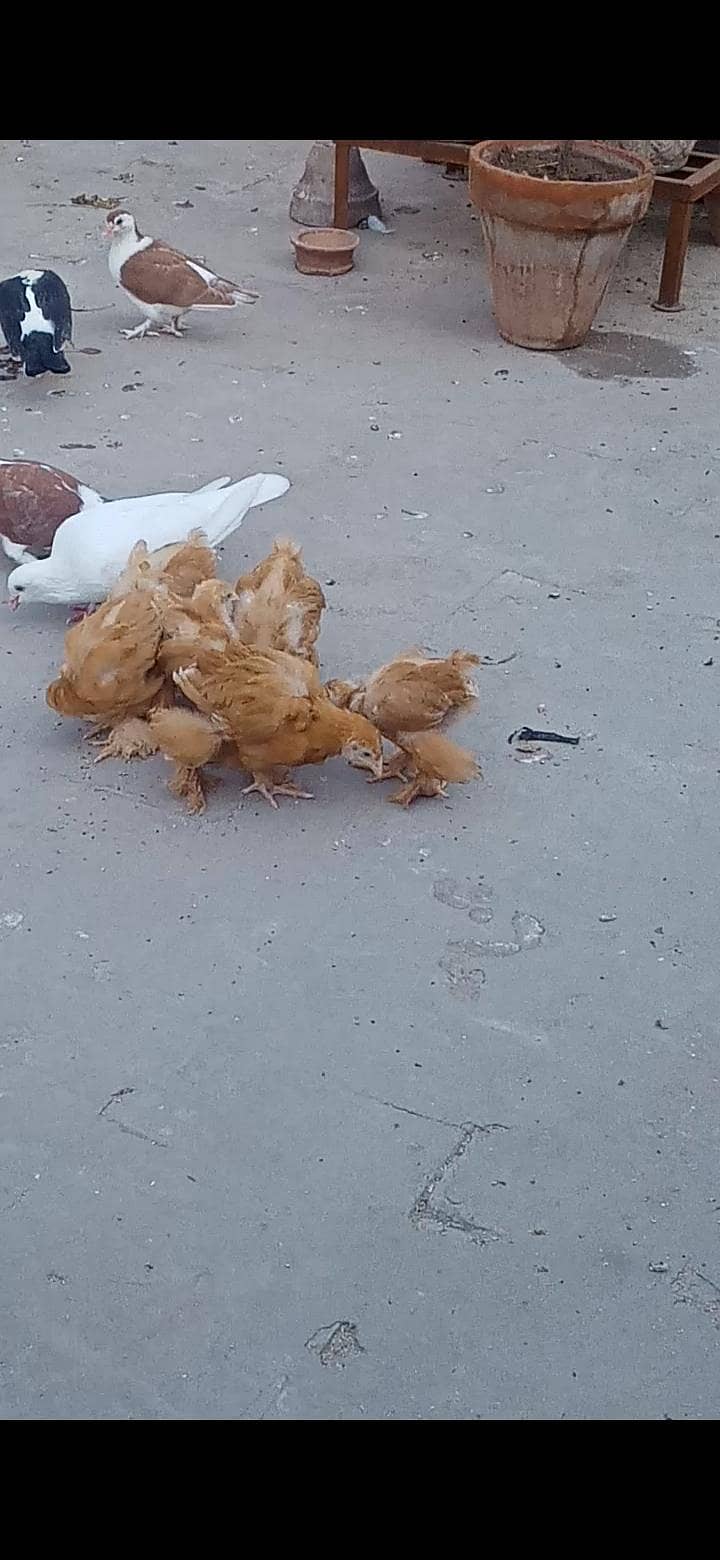 golden buff - Hens - 1107104870