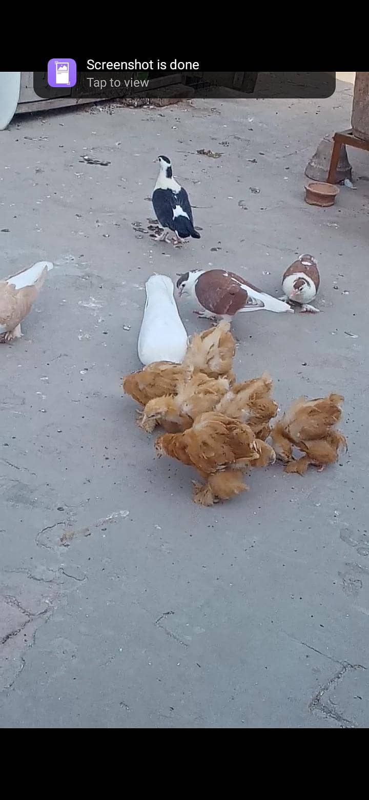 golden buff - Hens - 1107104870